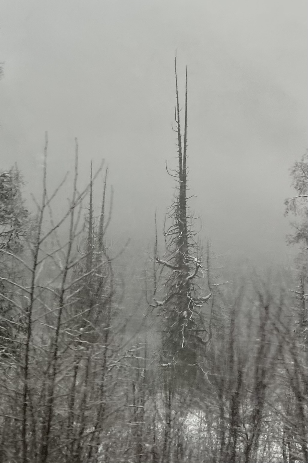 A tree made of sharpened branches – liminal.earth